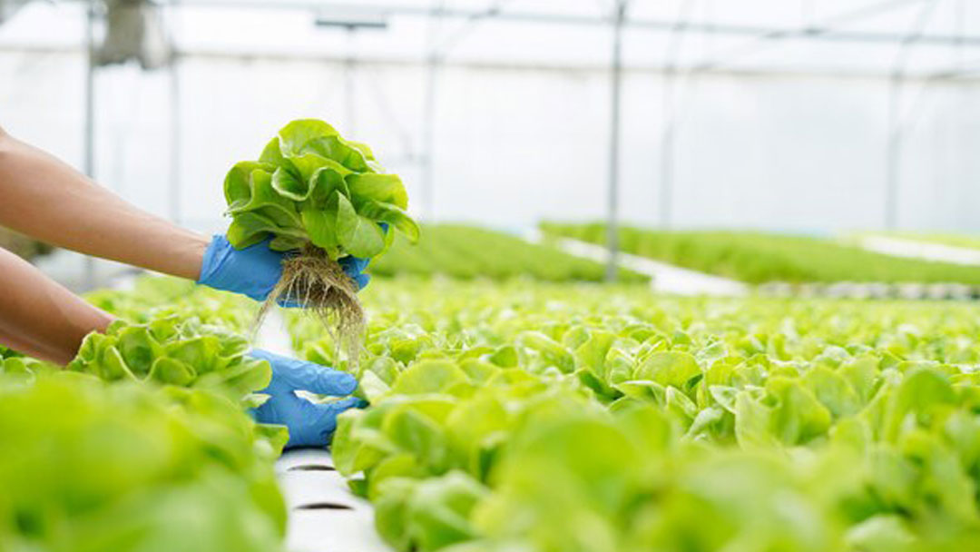 Media Tanam Hidroponik: Solusi Modern dalam Bertani Tanpa Tanah - begrow.id