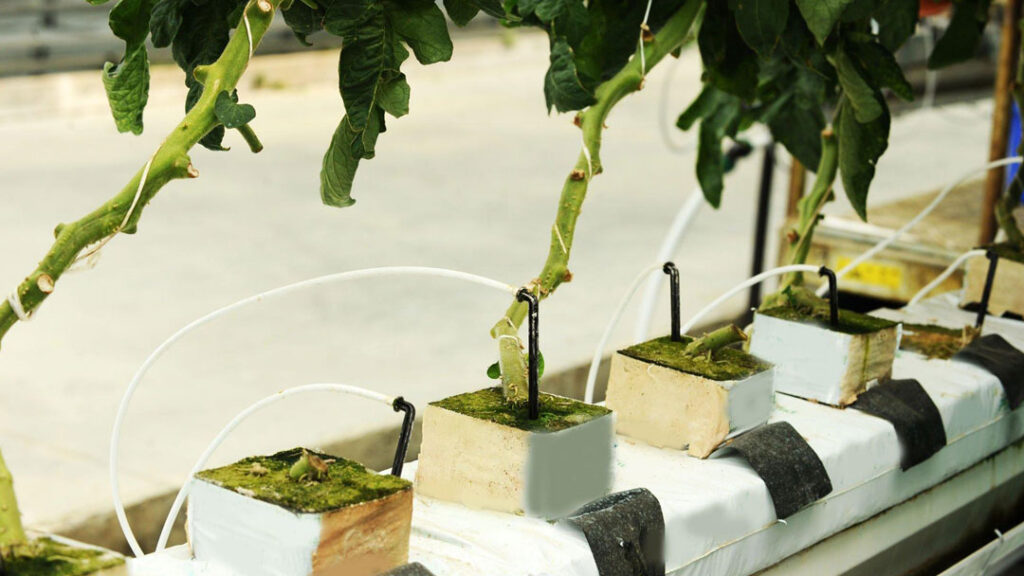 Rockwool: Media Tanam Hidroponik Terbaik untuk Pertumbuhan Tanaman ...